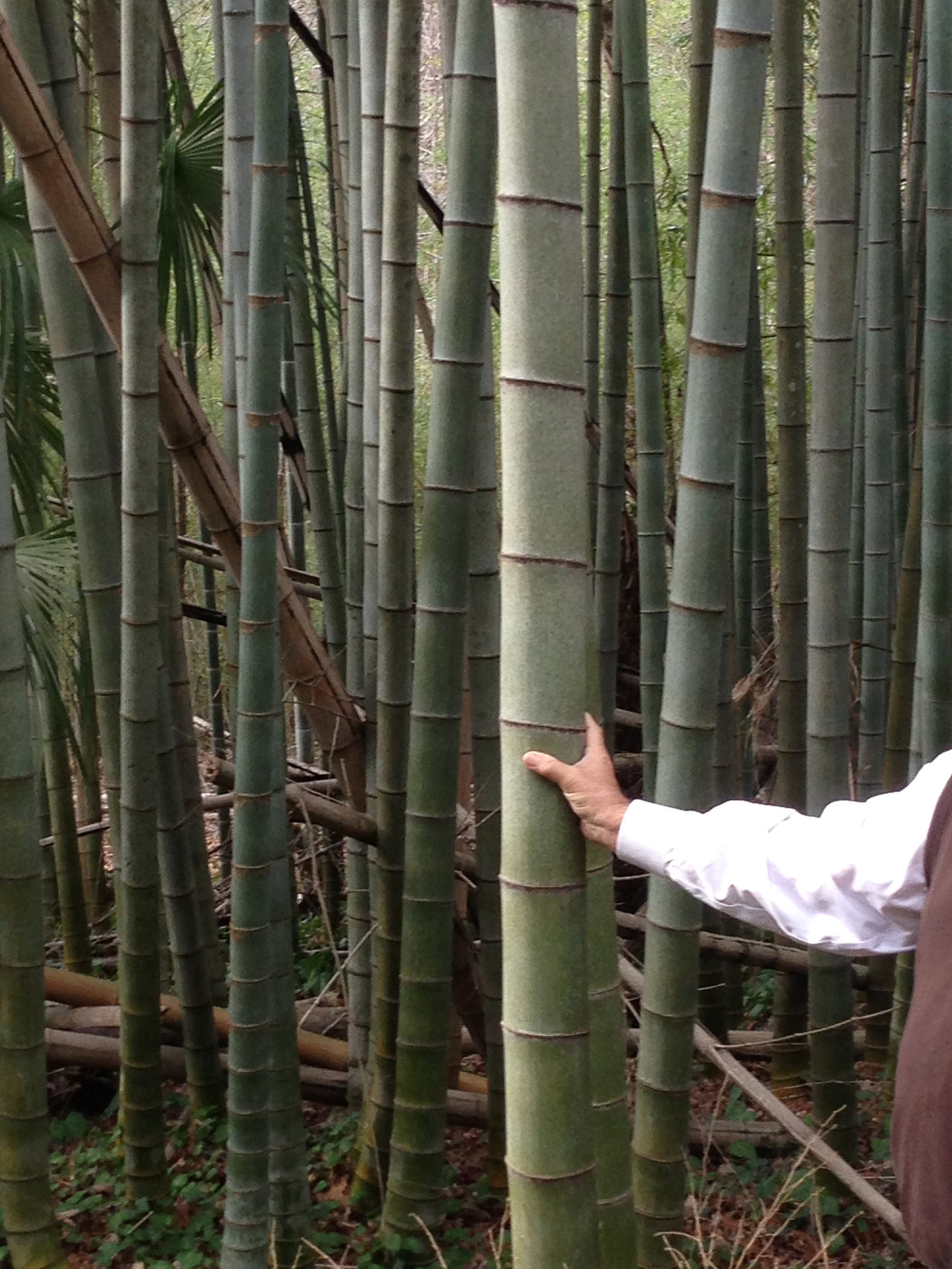 DECOR Huge 4.5 Dia. Flamed Cured Bamboo 1 Pole - Etsy