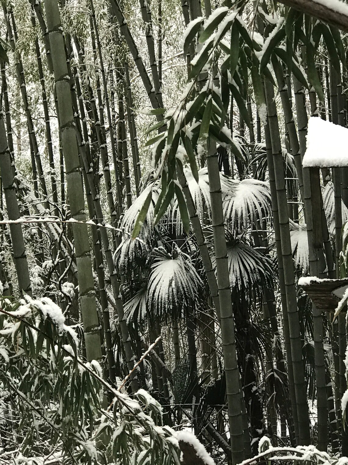 DECOR Huge 4.5 Dia. Flamed Cured Bamboo 1 Pole - Etsy