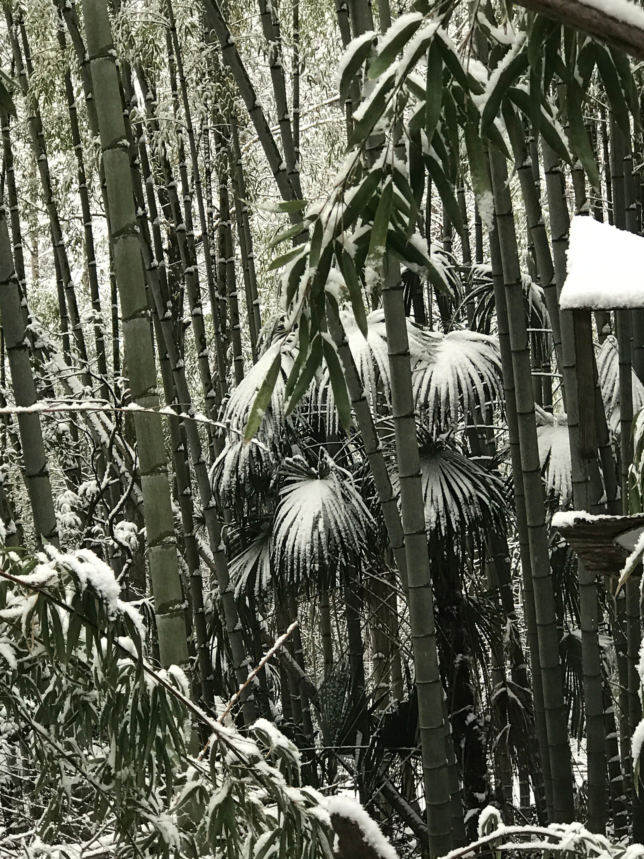 DECOR Huge 4.5 Dia. Flamed Cured Bamboo 1 Pole - Etsy