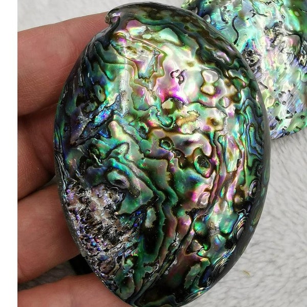 Rainbow Shell - Etsy