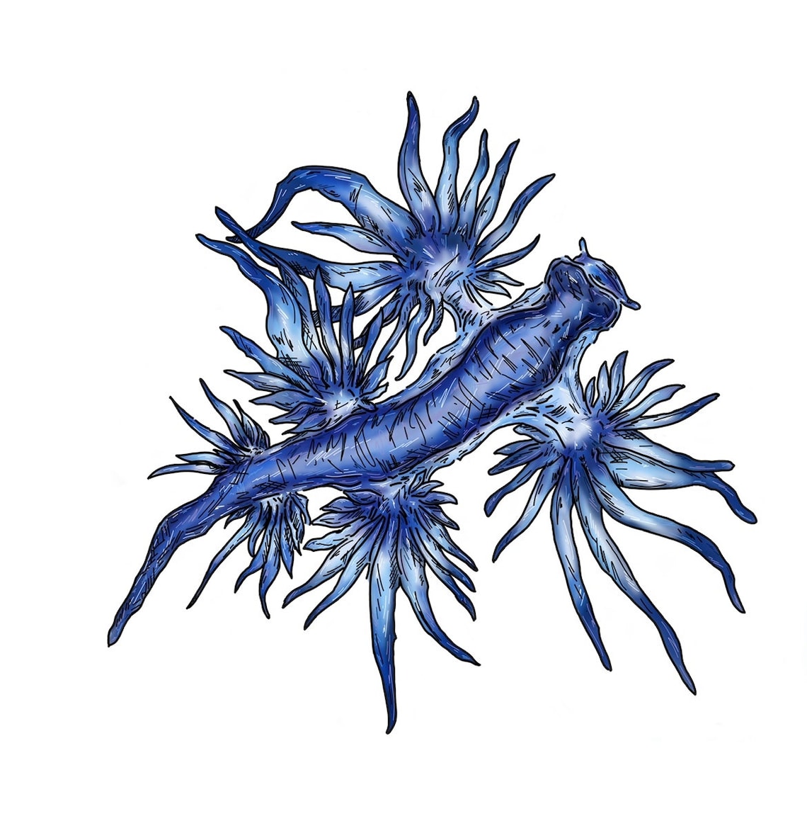 Blue Dragon Sea Slug Illustration - Etsy