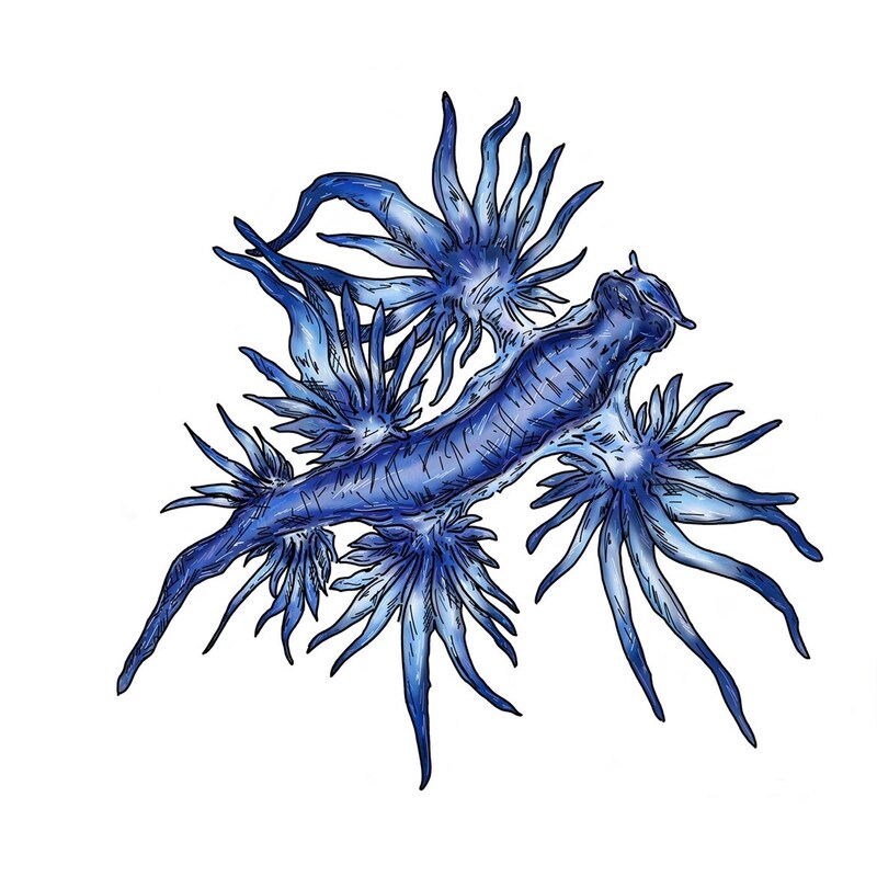 Glaucus Atlanticus - Etsy
