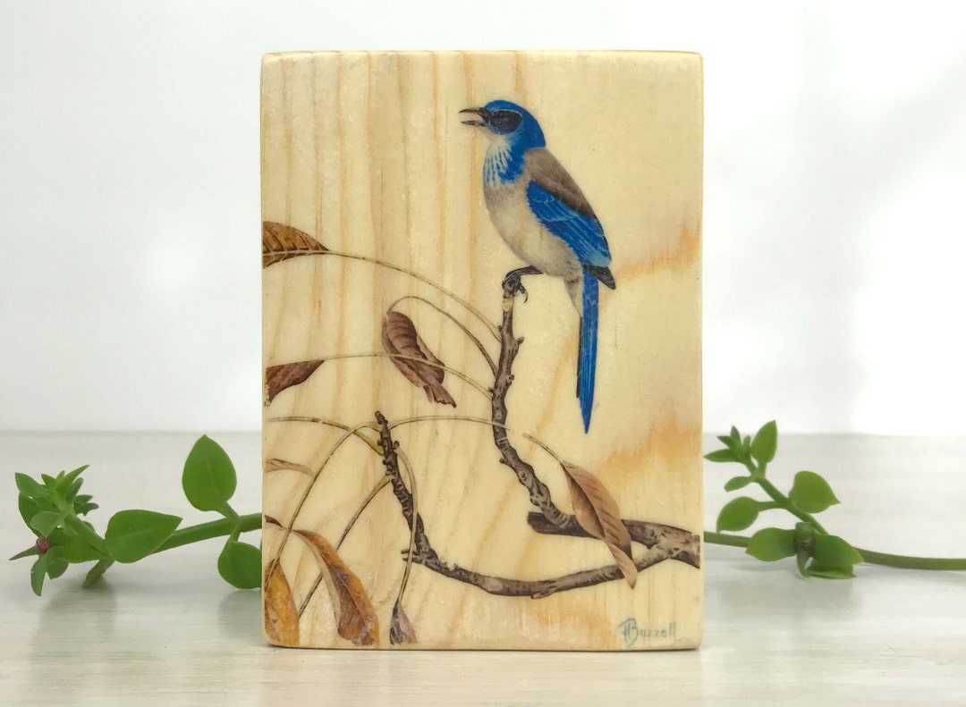 Scrub Jay Wood Panel, California Scrub Jay, Wooden Wall Art, Bird Art ...