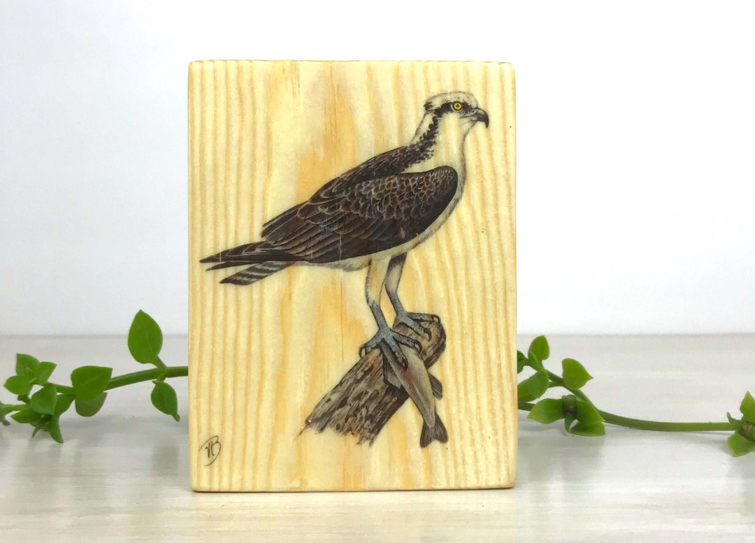 Osprey Wood Panel, Osprey Wood Print, Osprey Print, Bird Art, Wooden ...
