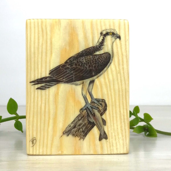Osprey Art - Etsy