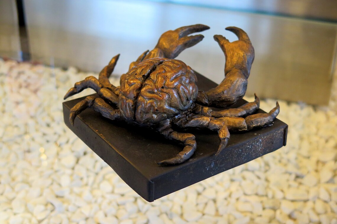 Crab-brain Brain Crab - Etsy
