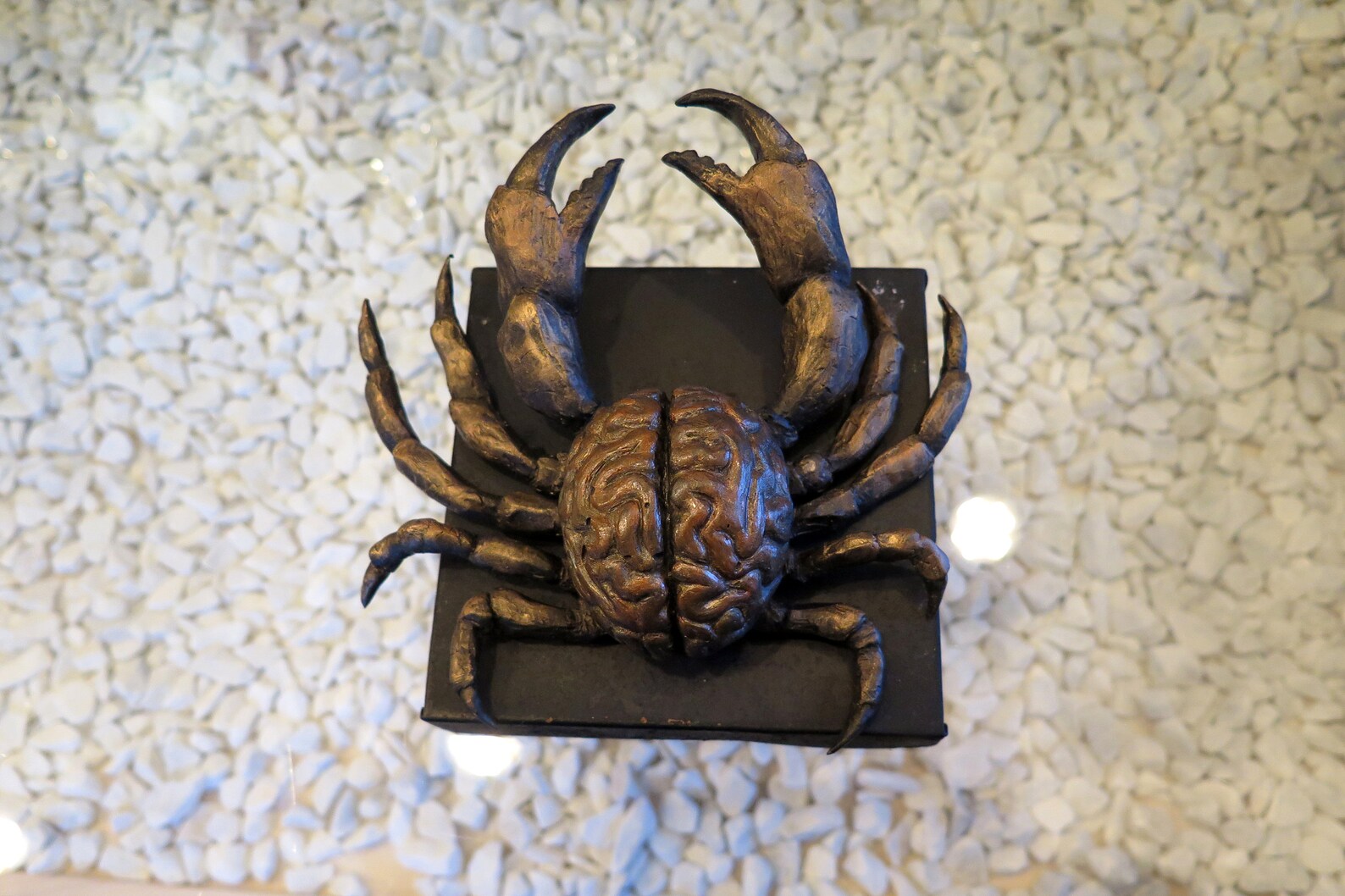 Crab-brain Brain Crab - Etsy