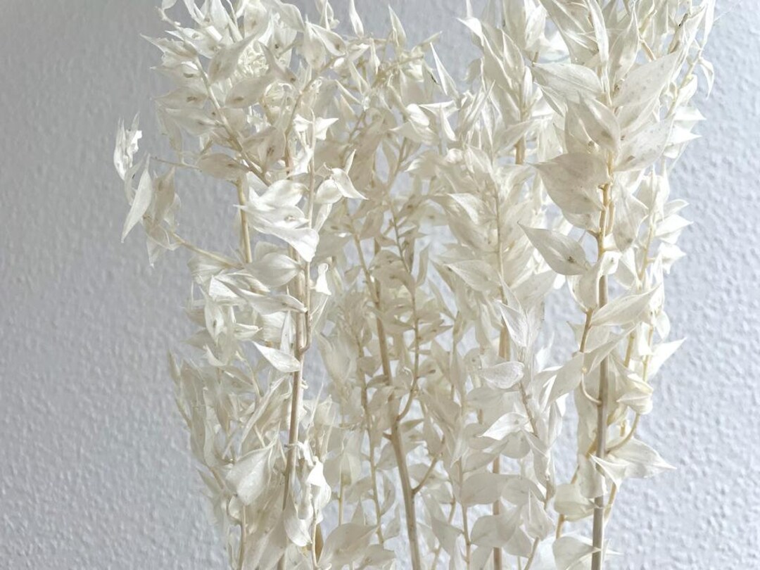 Ruscus Dried in White | Dried Flower Decoration | Wedding Decoration ...
