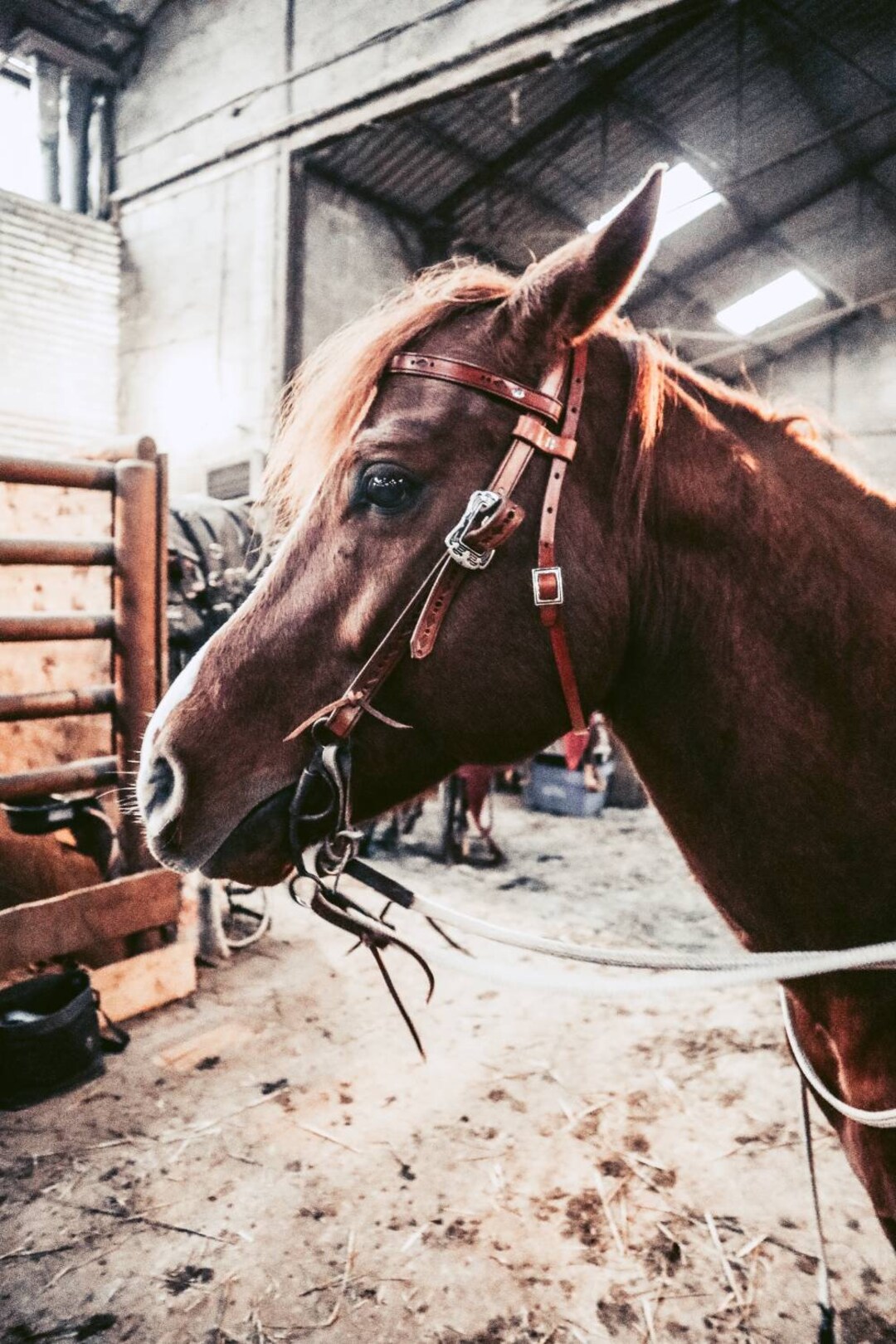 The Essential, the Western Bridle in Evolutionary and Customizable ...