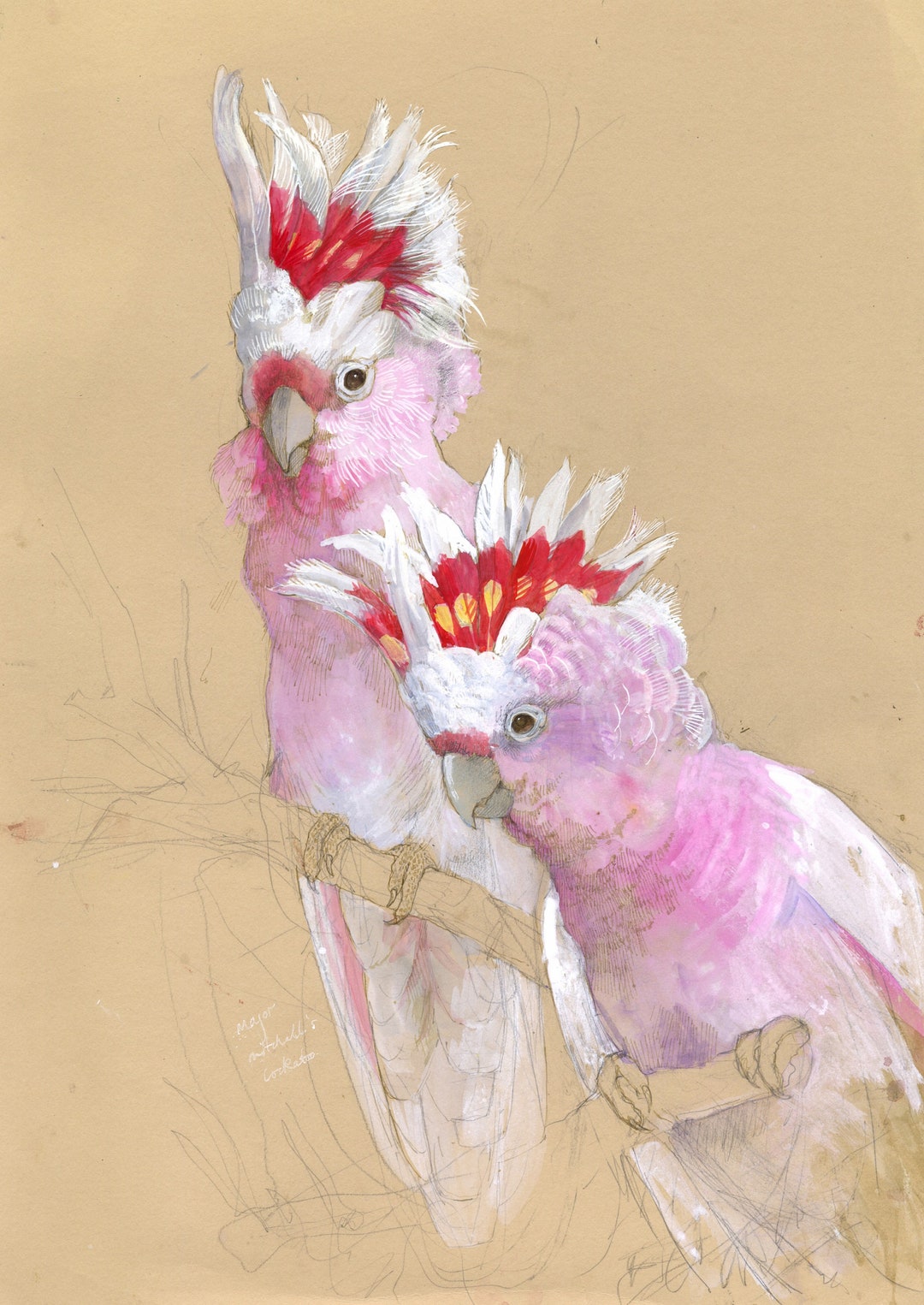 Major Mitchell's Cockatoos Watercolor Bird Giclée Painting Print - Etsy