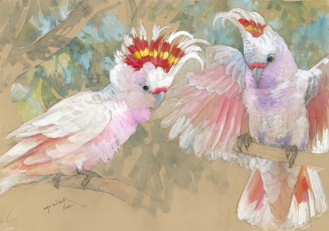 Major Mitchell's Cockatoos Watercolor Bird Giclée Painting Print - Etsy