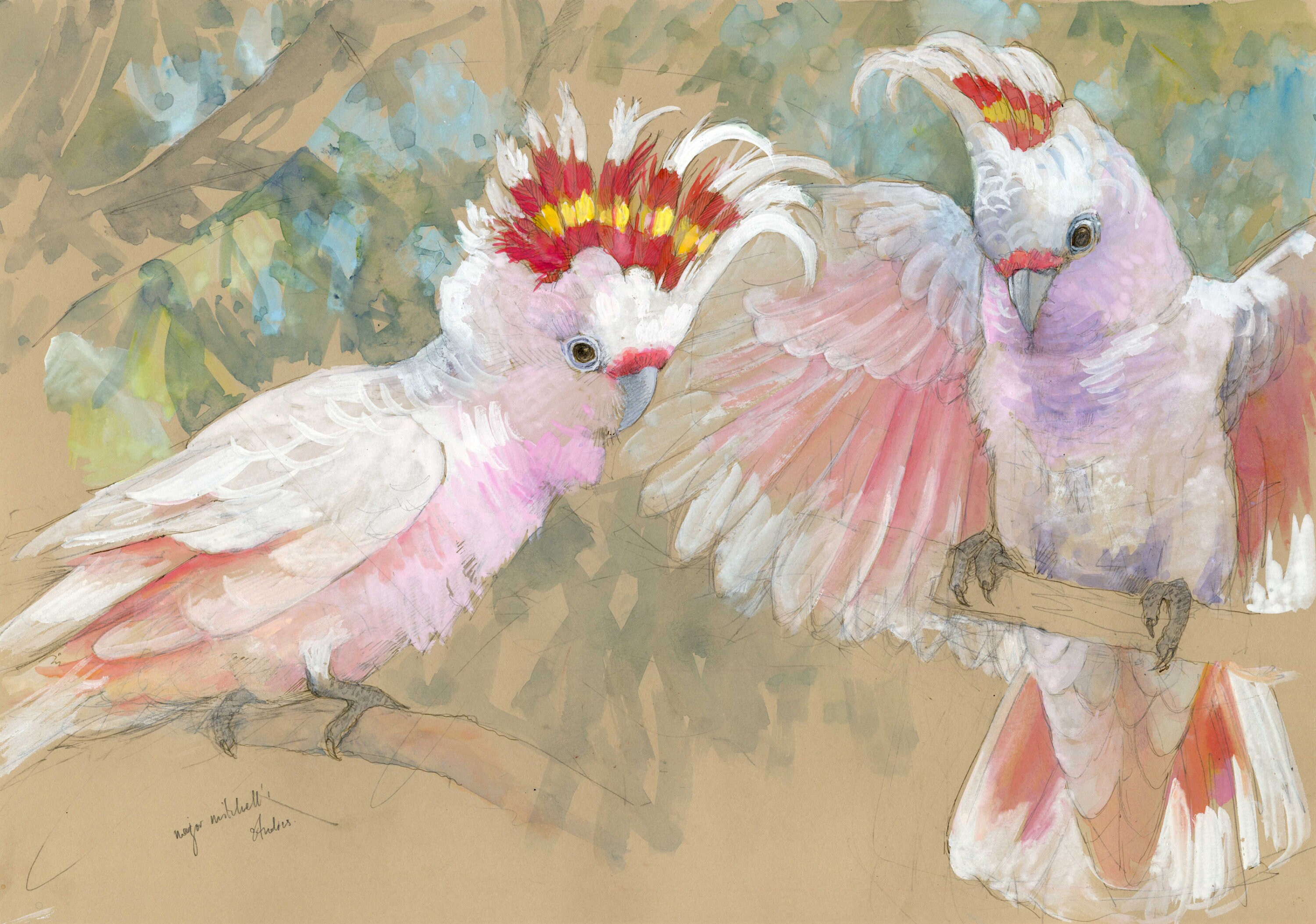 Major Mitchell's Cockatoos Watercolor Bird Giclée Painting Print - Etsy
