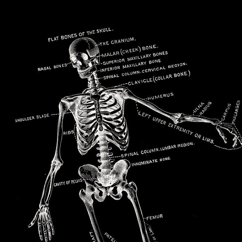 Dark Academia Clothing Skeleton Anatomy Diagram Poetry | Etsy