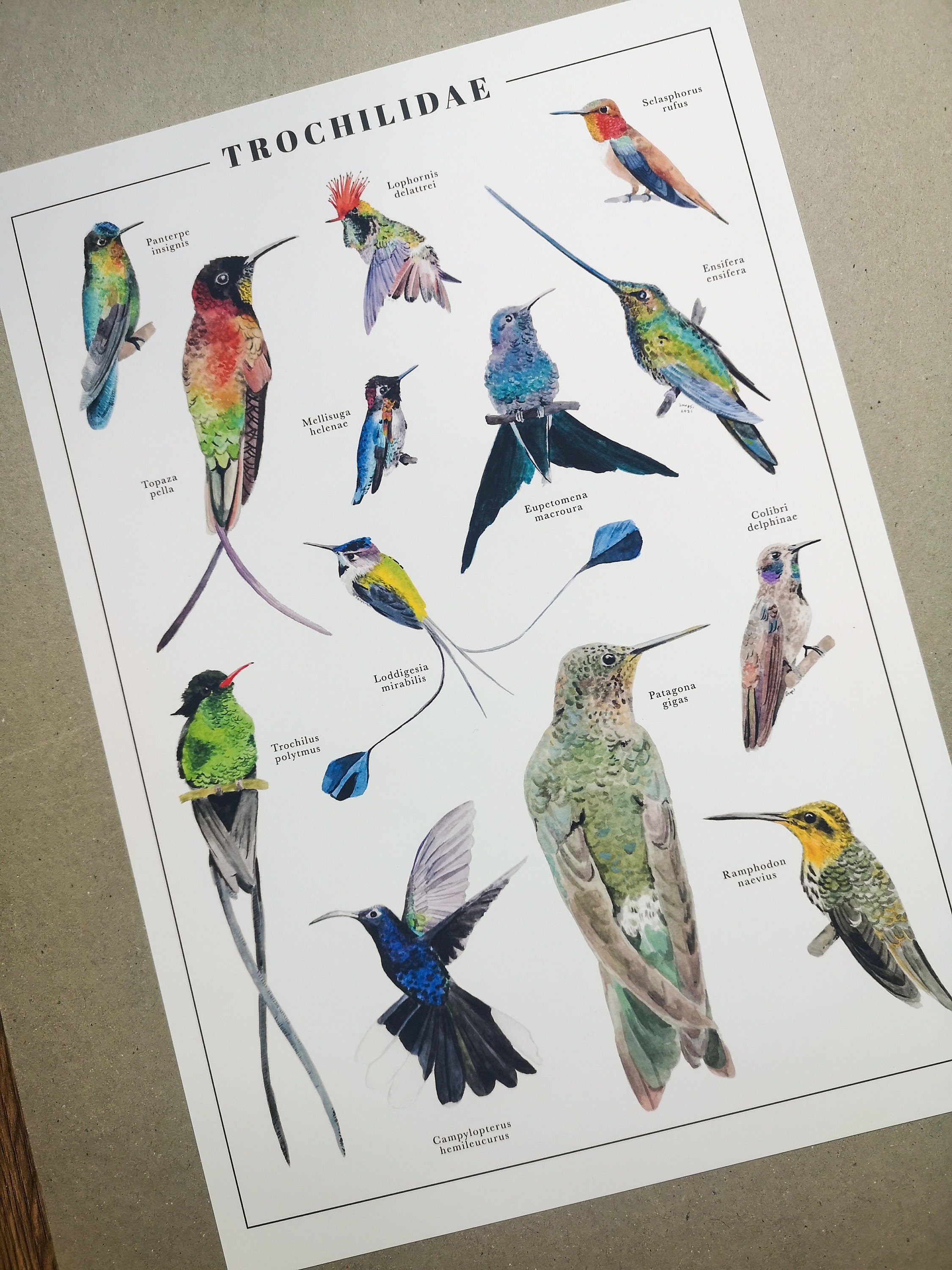 Hummingbirds Animal Poster, Taxonomy Illustration of Birds in A4 and A3 ...