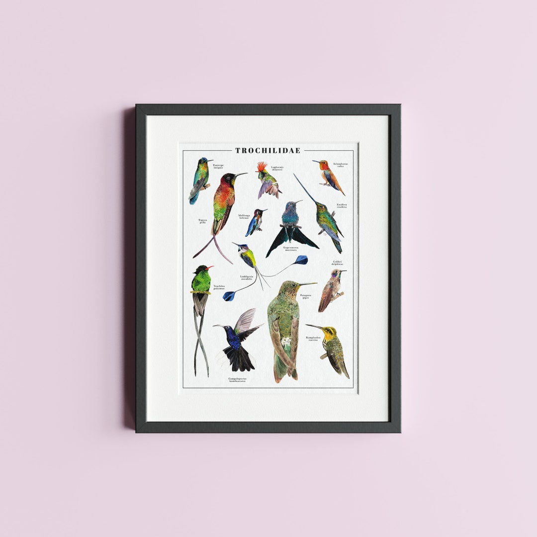 Hummingbirds Animal Poster, Taxonomy Illustration of Birds in A4 and A3 ...