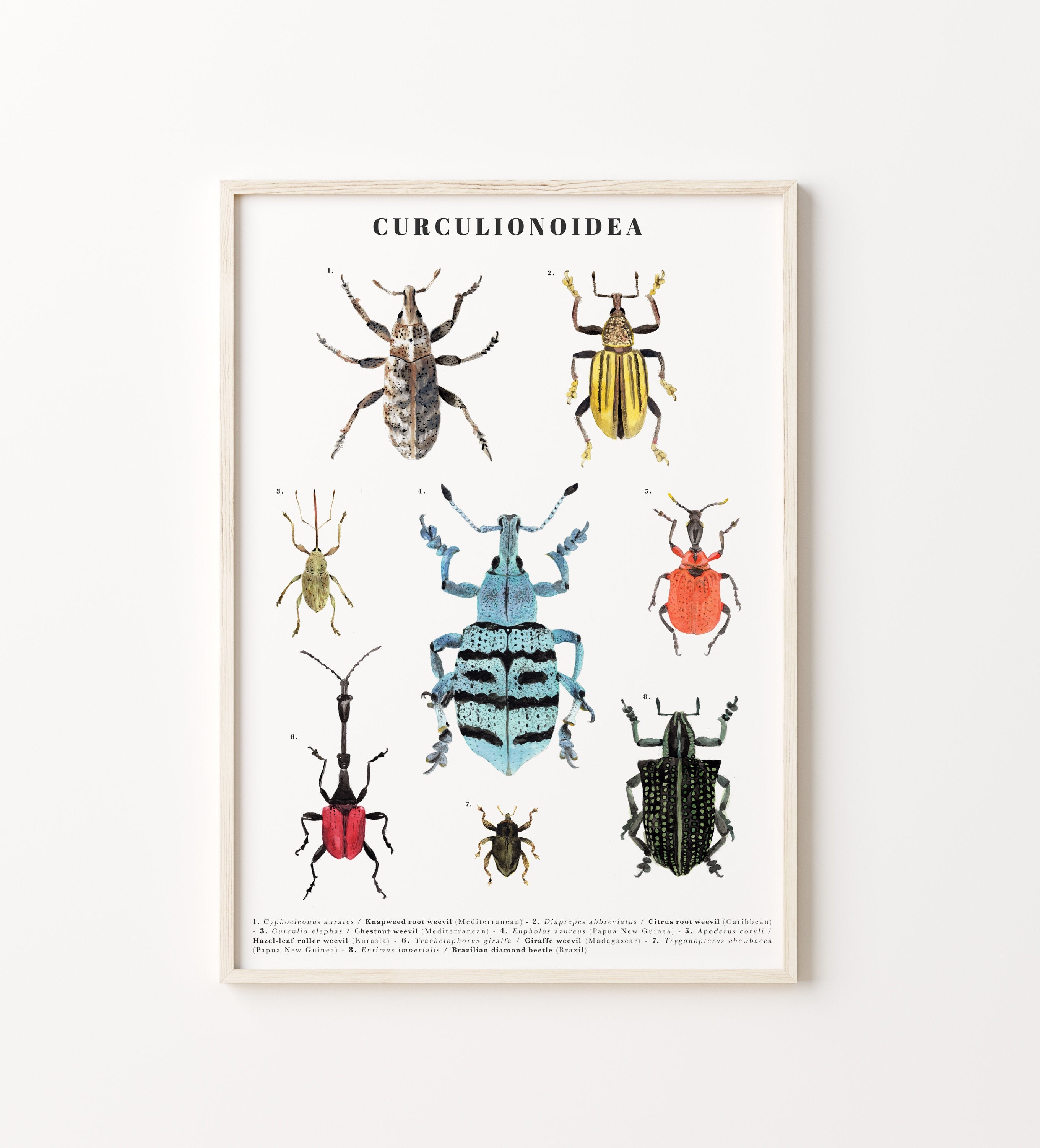 Weevil Beetles Poster, Weevil Beetles, Curculionoidea, Beetles ...