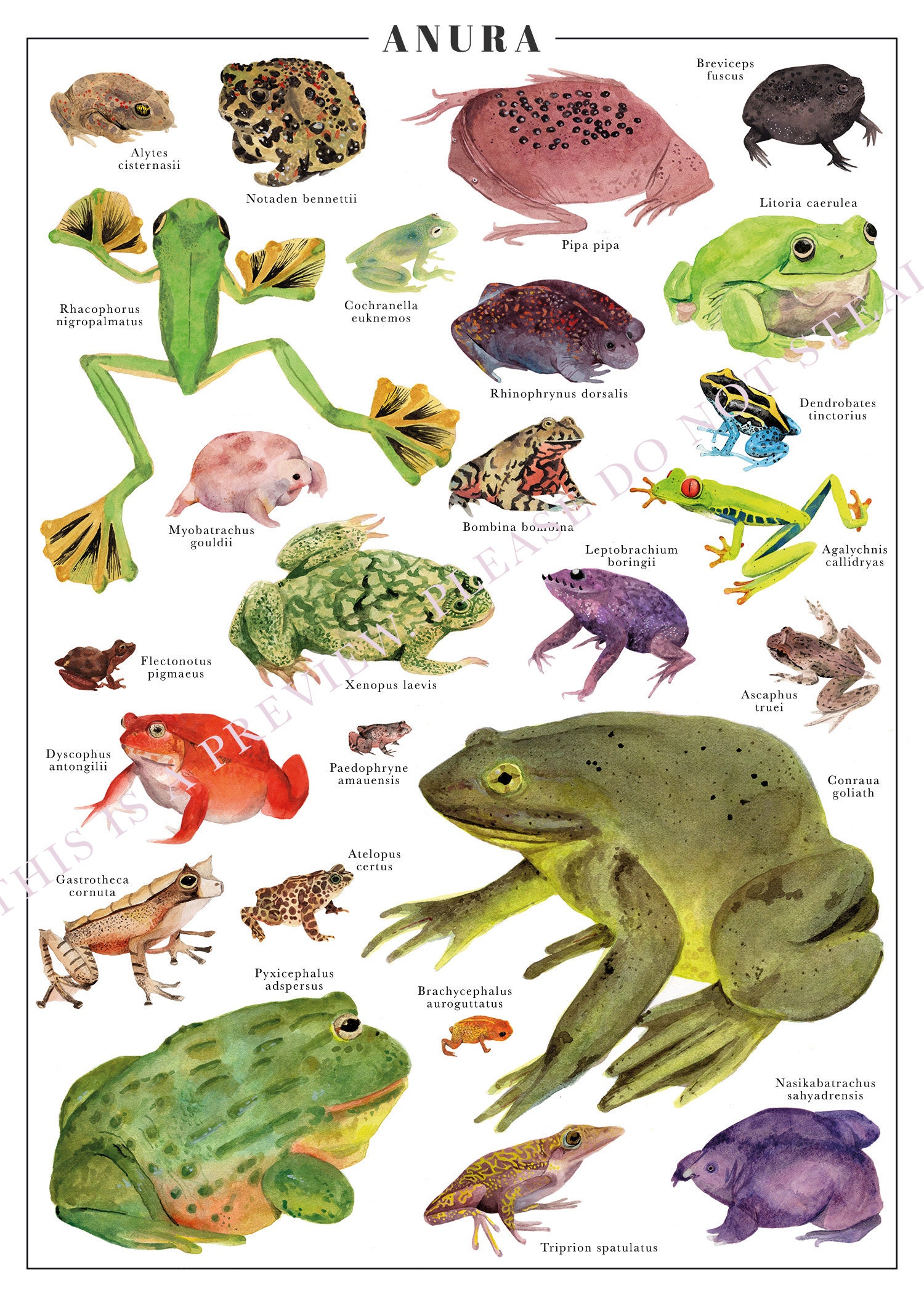 Frogs and Toads Animal Poster - Taxonomy A4 and A3 Print for Wall ...