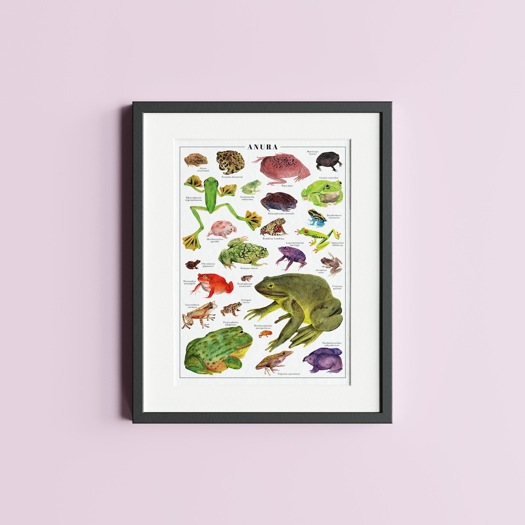 Frogs and Toads Animal Poster - Taxonomy A4 and A3 Print for Wall ...
