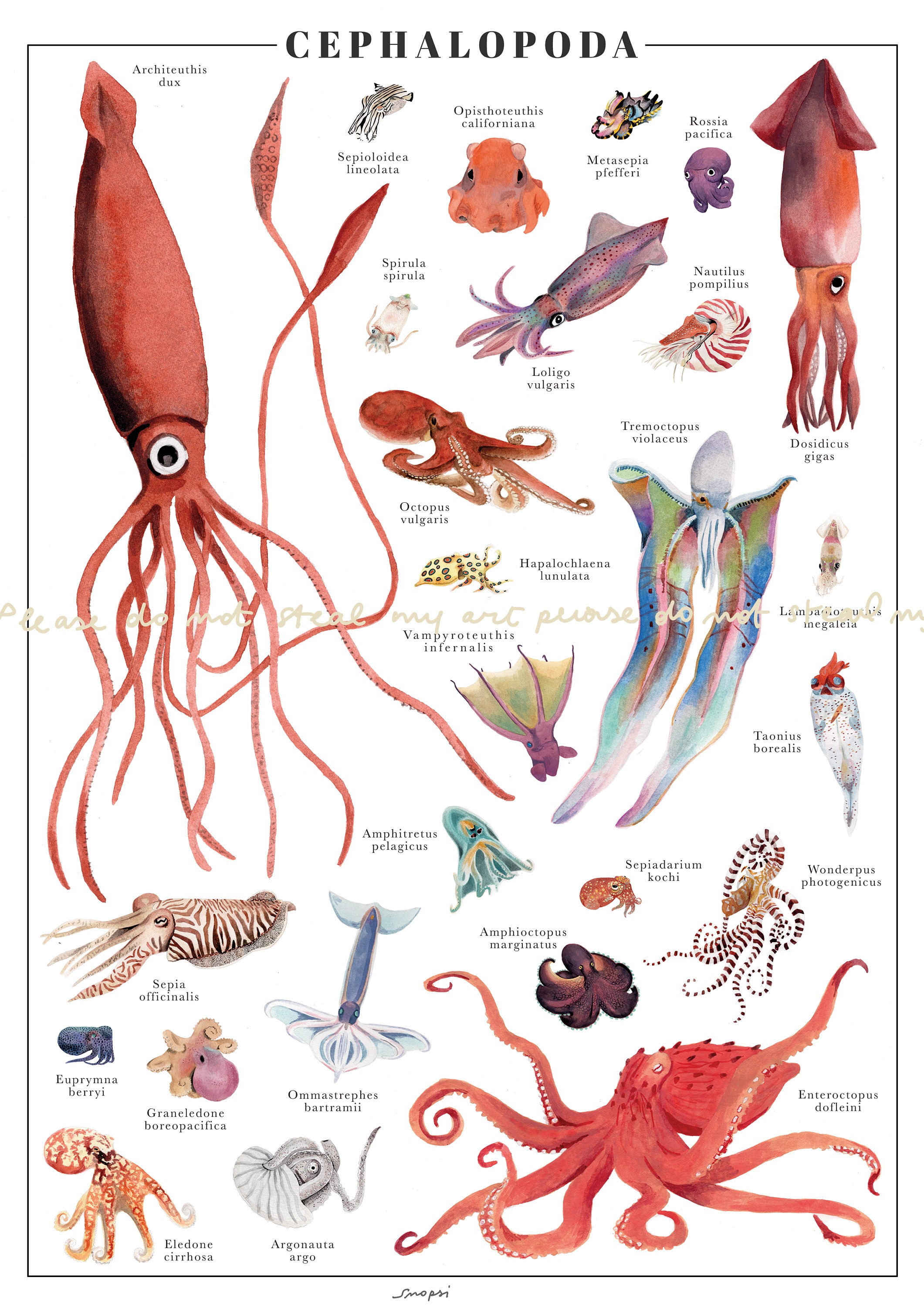 Cephalopods Poster Cephalopods Squid Octopus - Etsy
