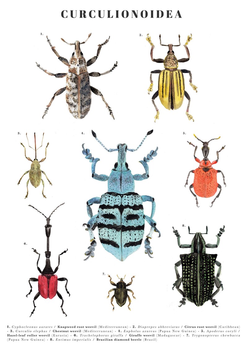 Weevil Beetles Poster, Weevil Beetles, Curculionoidea, Beetles ...