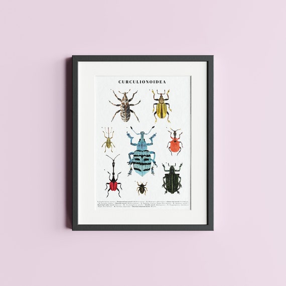 Weevil Beetles Poster Weevil Beetles Curculionoidea Beetles | Etsy
