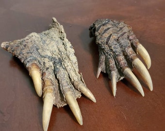 Snapping Turtle - Etsy