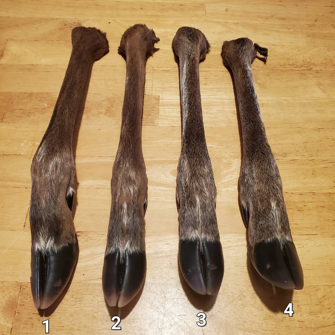 Real Preserved Deer Legs - Etsy