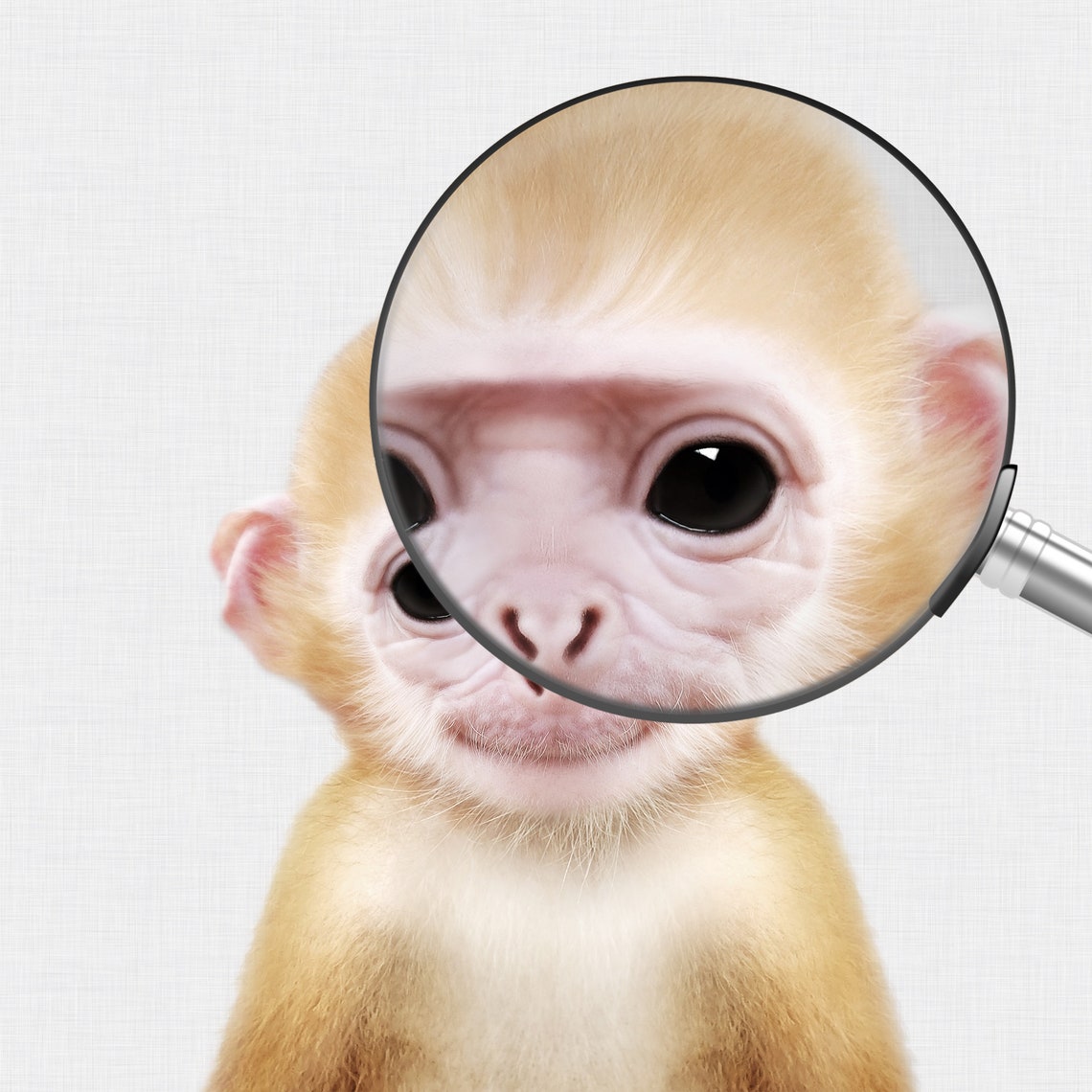 Monkey Print Baby Monkey PRINTABLE Animal Wall Art Monkey Nursery Decor ...