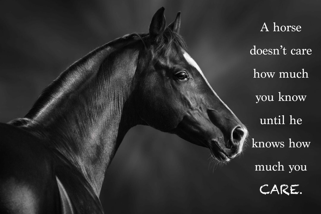 Most Popular Horse Theme Quote Posters - Power Strength Elegant ...