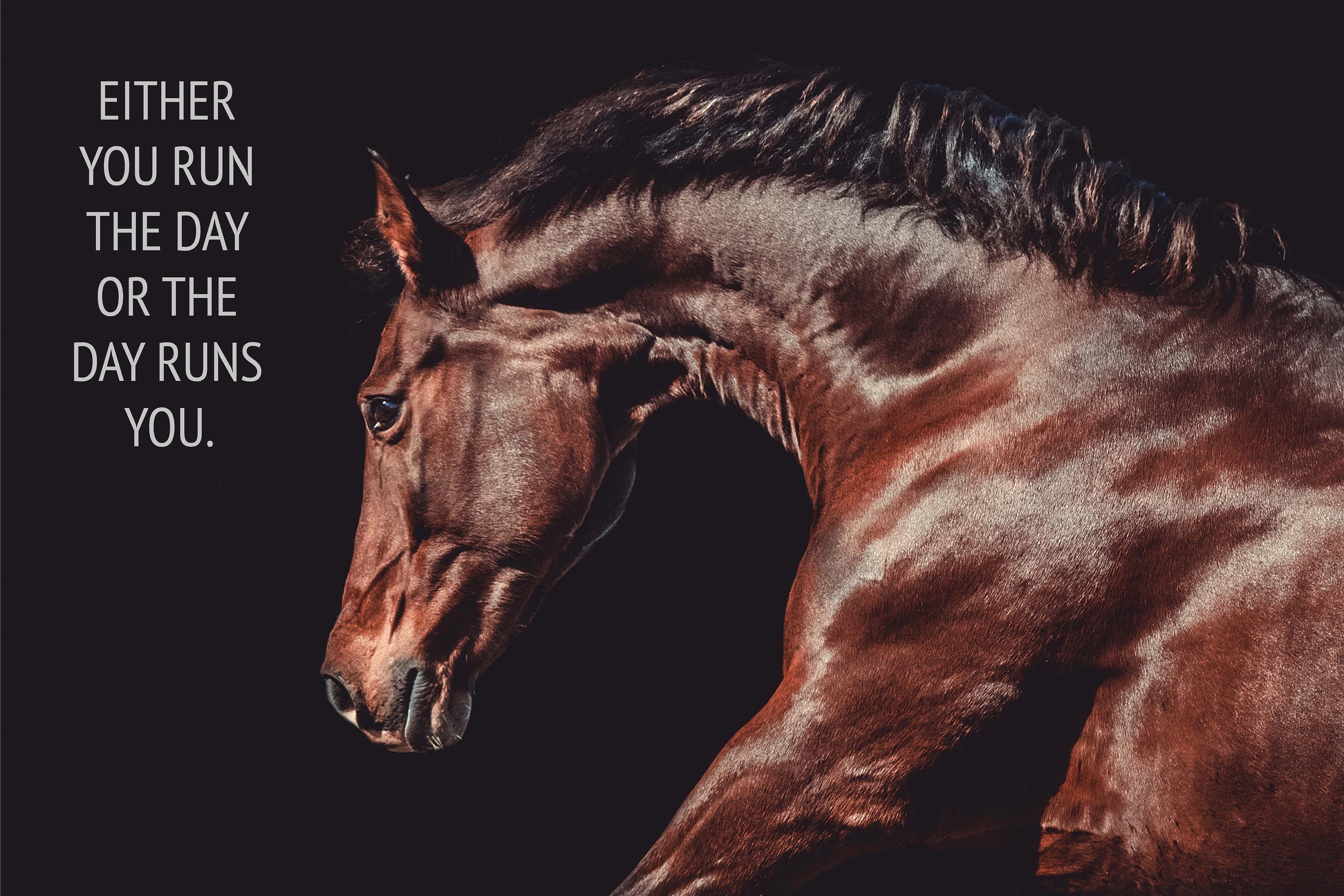 Most Popular Horse Theme Quote Posters - Power Strength Elegant ...