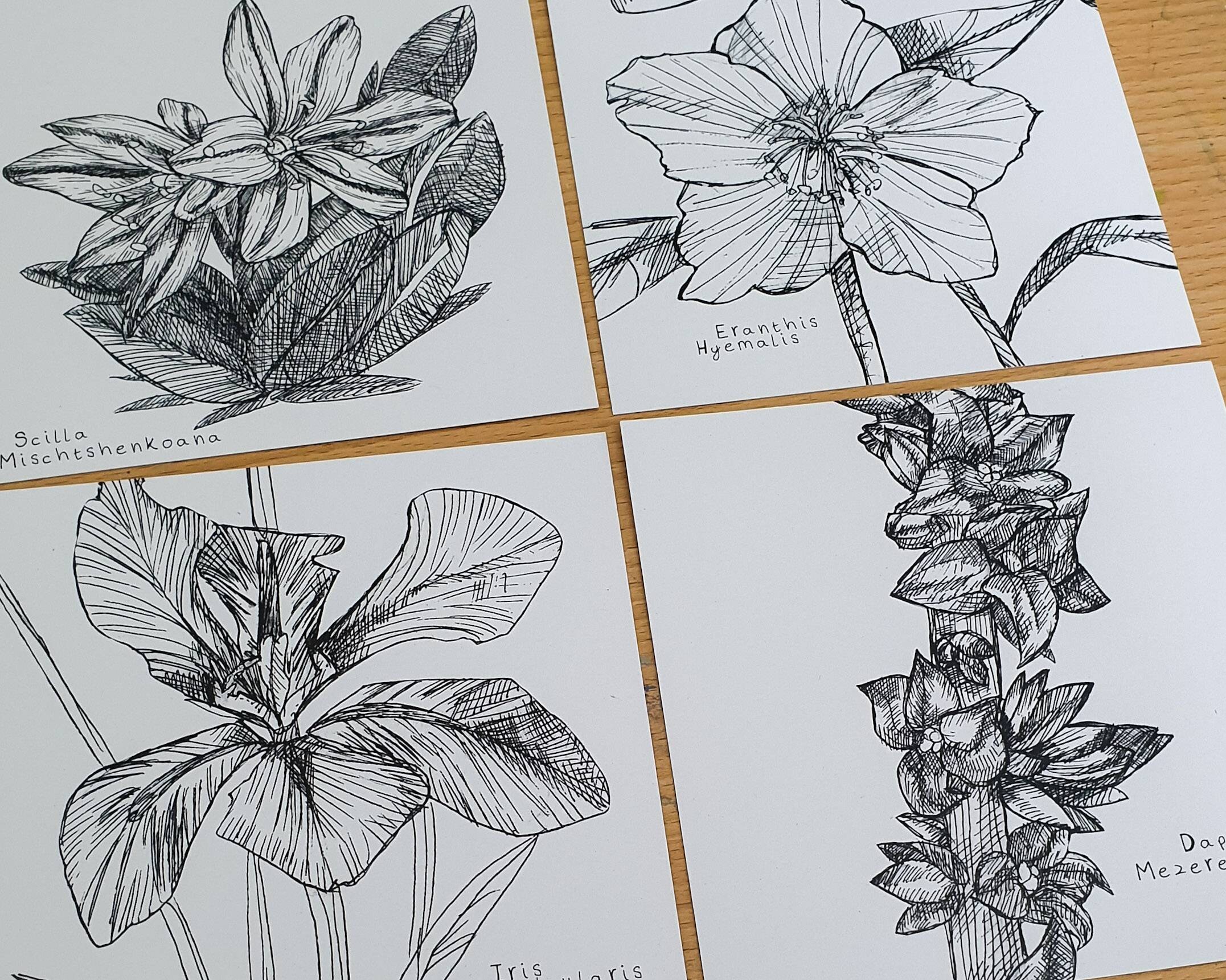 Winter Flower Postcards Square Ink Drawing Printed Lineart Black and ...