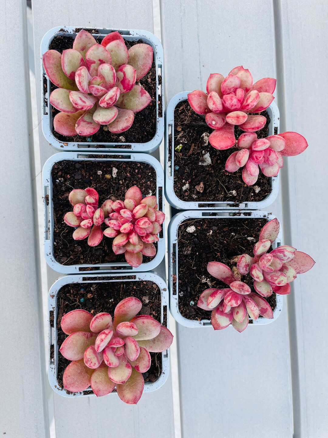 Echeveria Hua Dan Korean Succulent 70 Mm Pot - Etsy Australia