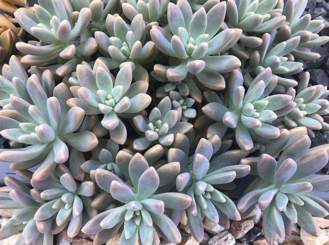 Bulk Buy Graptosedum Francesco Baldi Succulent 25 Cuttings for 10 ...