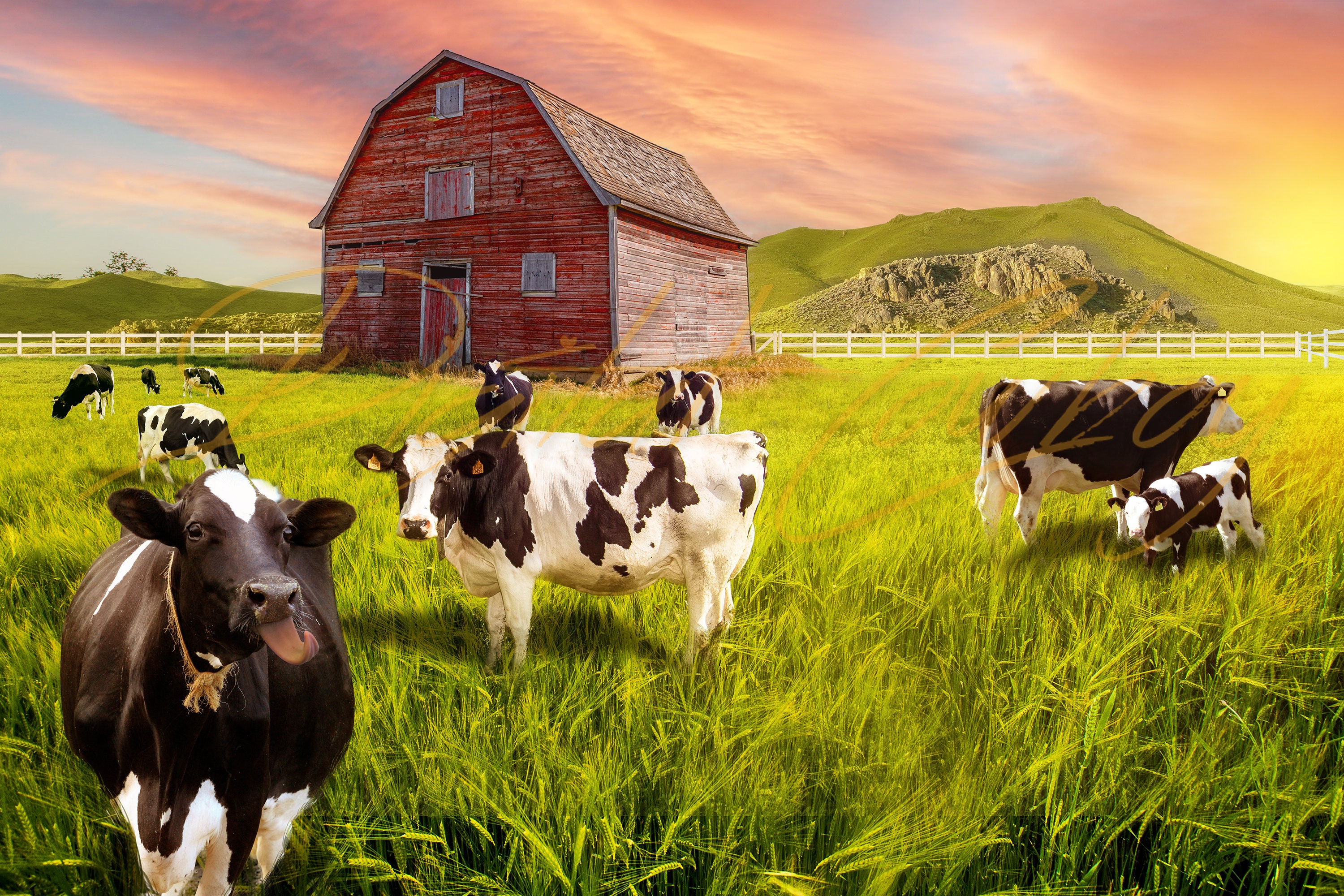 Farm Sunset Barn Digital Background Holstein Cows Summer | Etsy