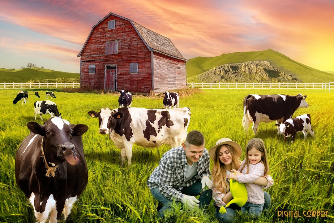 Farm, Sunset Barn Digital Background, Holstein Cows, Summer Backdrop ...