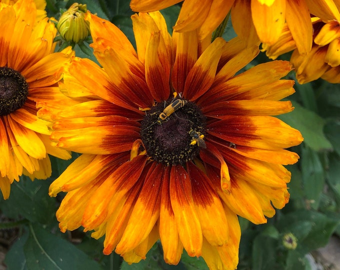 Rudbeckia Hirta 'cherokee Sunset Mix' Seeds - Etsy