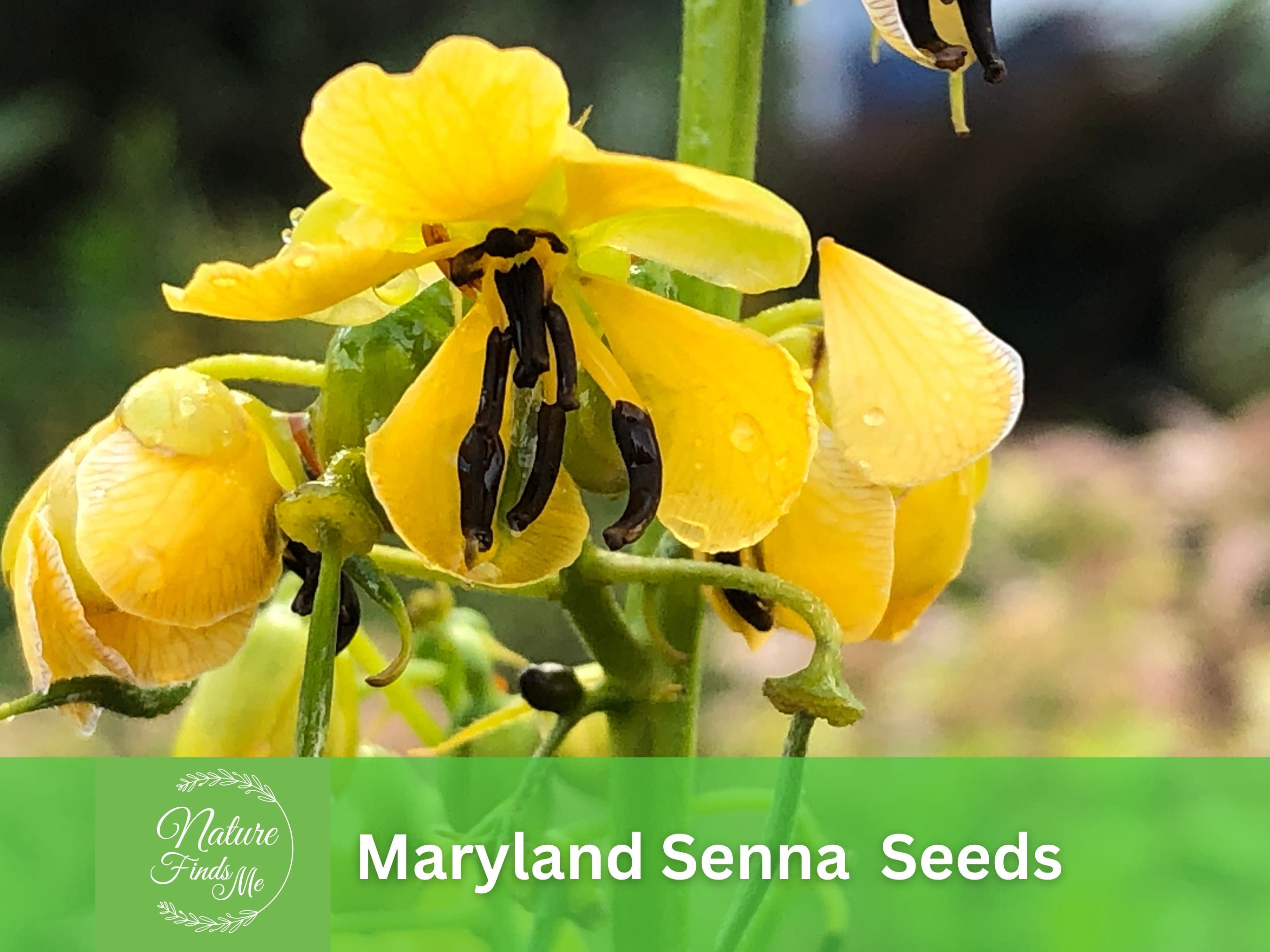 Wild Senna Seeds, Native Plant Seeds, Butterfly Garden, Wildlife Garden ...