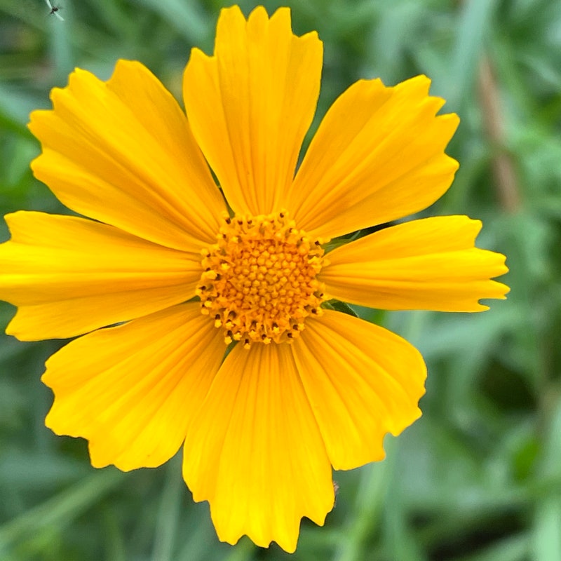 Perennial Seeds - Etsy