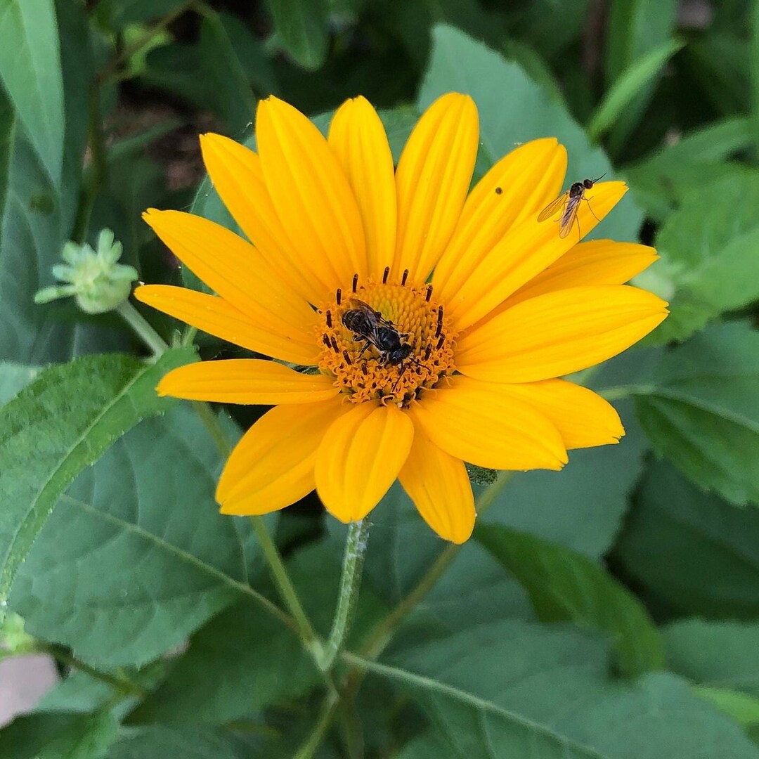 Oxeye Sunflower Seeds: Native Pollinator Garden Seed, Heliopsis ...