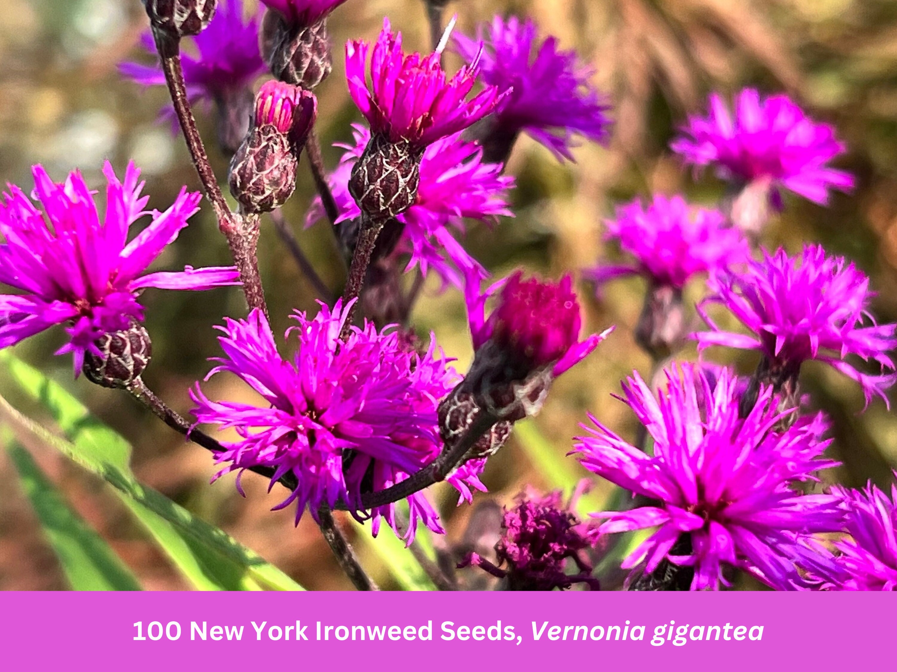 Tall Ironweed Seeds: Giant Vernonia, Native Perennial Flower, Vernonia ...