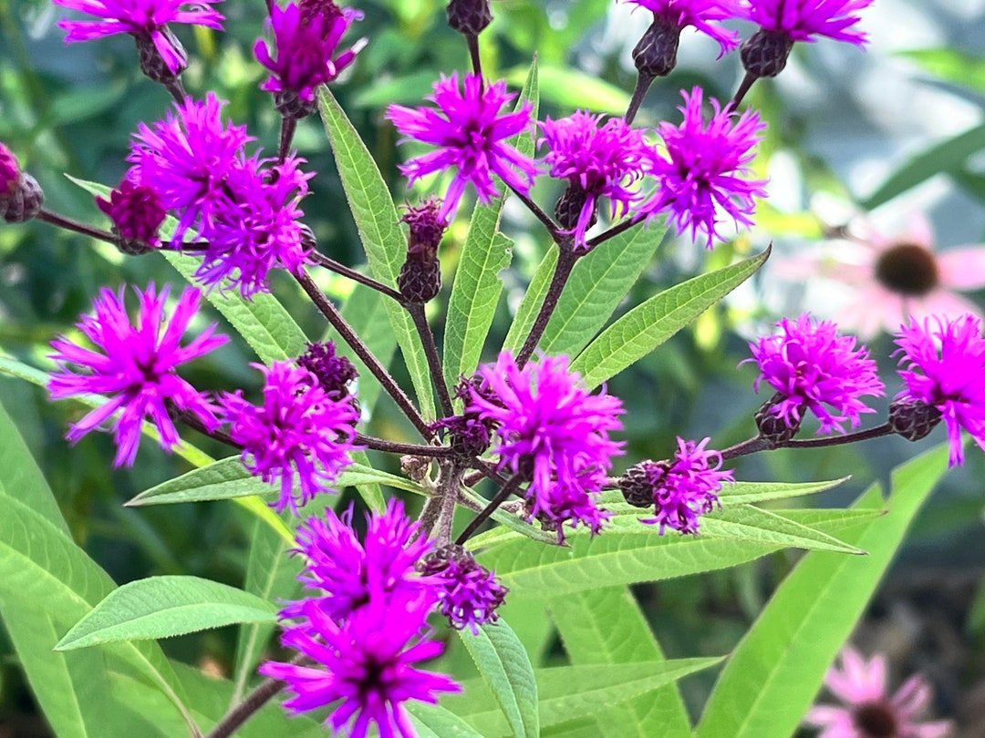 Tall Ironweed Seeds: Giant Vernonia, Native Perennial Flower, Vernonia ...