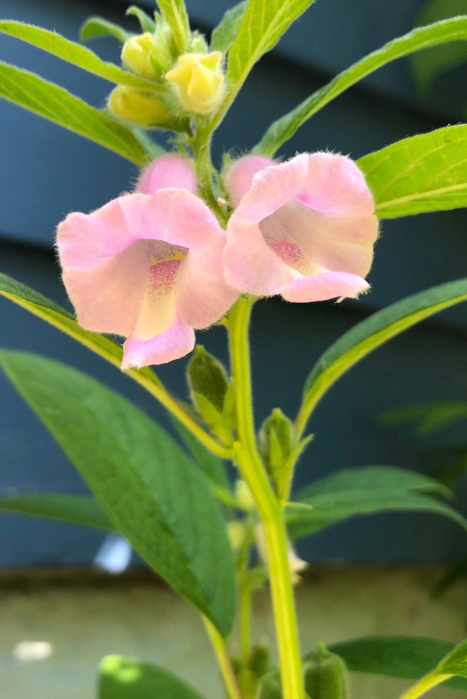 Sesame Seed Flower