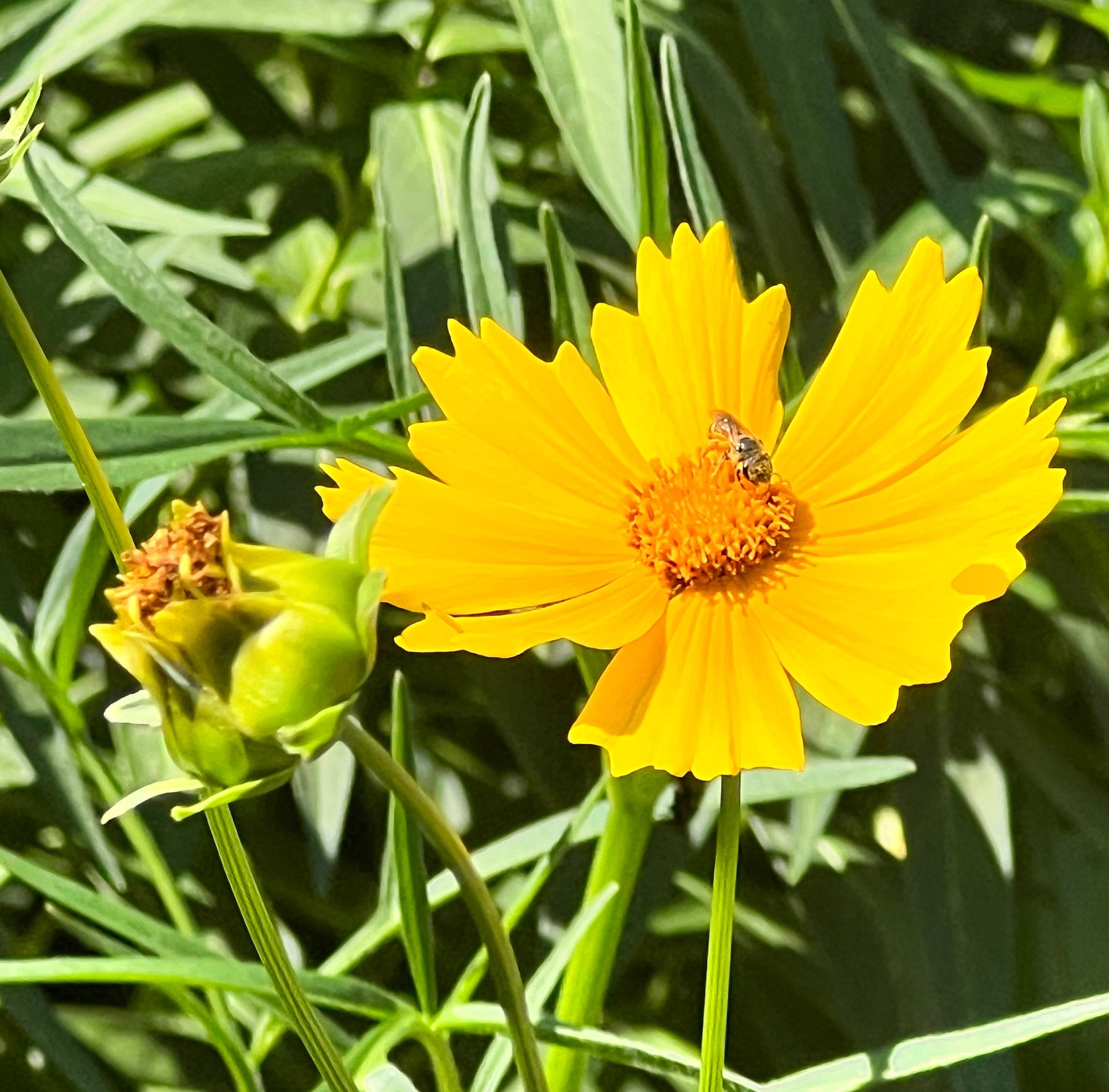 Lanceleaf Coreopsis Seeds, Flower Seeds, Wildflower Seed, Pollinator ...