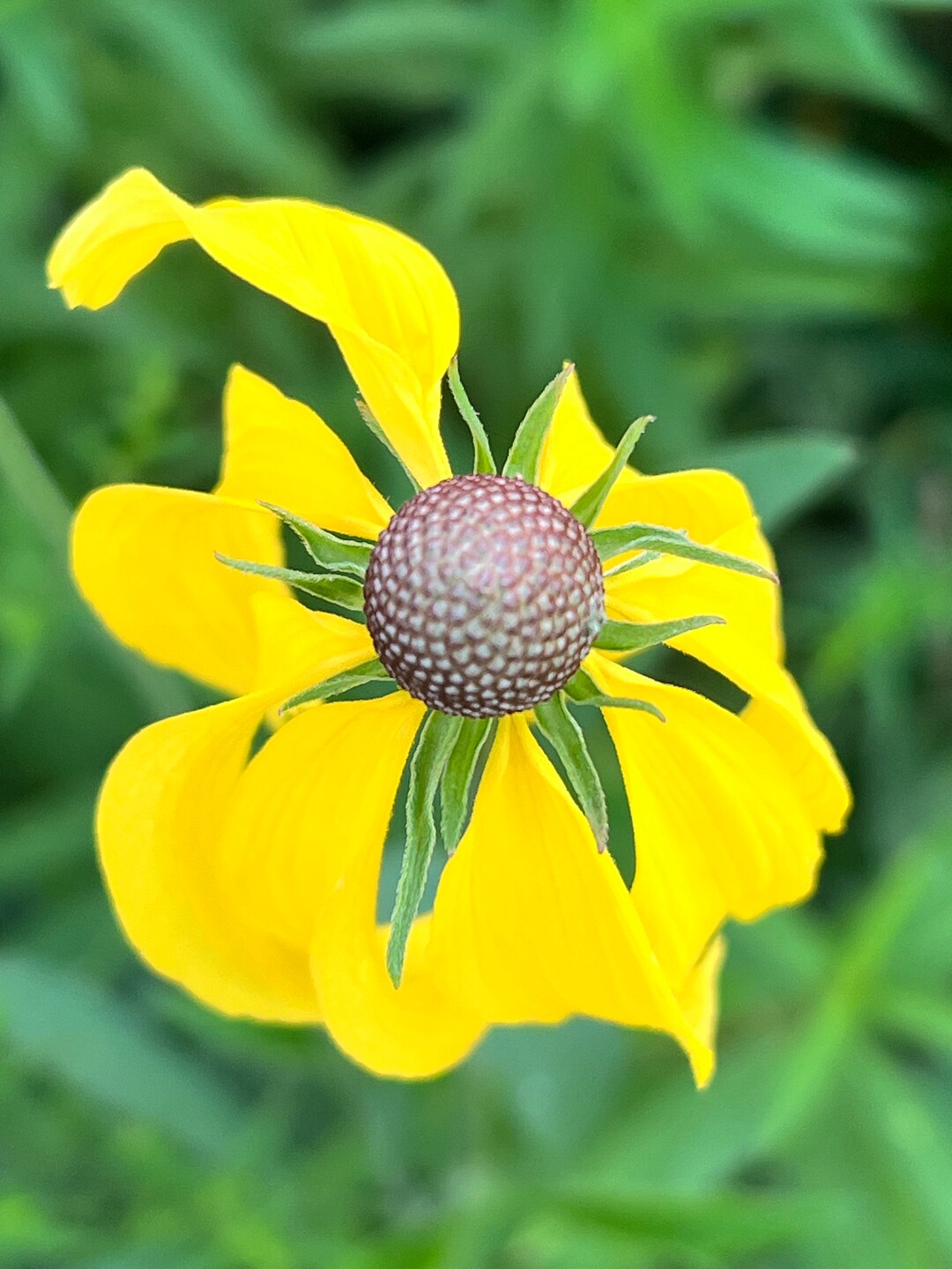 Yellow Coneflower Seeds, Perennial Seeds, Wildflower Seeds, Native ...