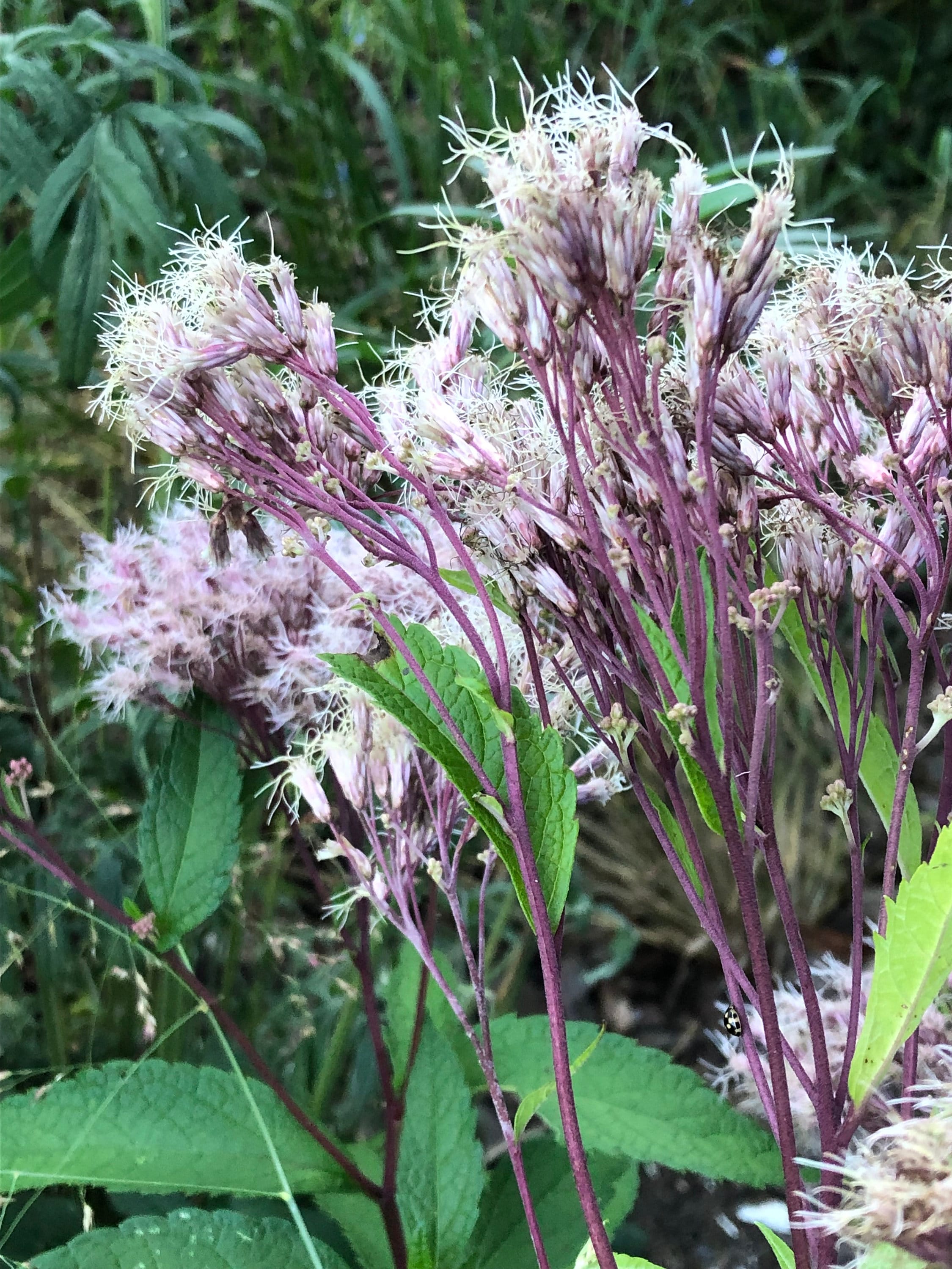 Joe Pye Weed Seeds, Native Plant Gardening, Cut Flower Seeds, Rain ...