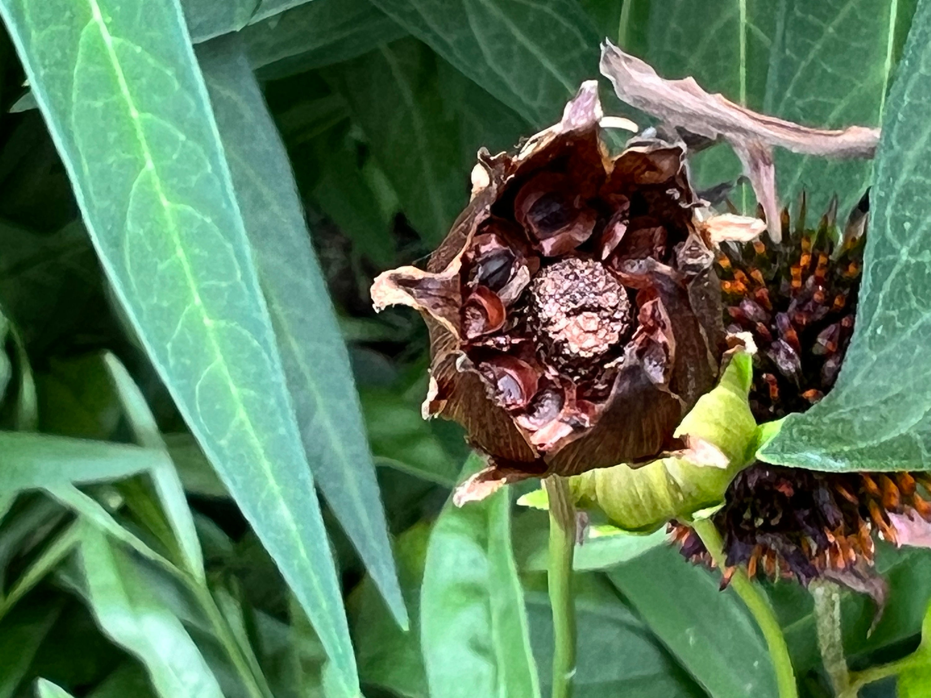 Lanceleaf Coreopsis Seeds, Flower Seeds, Wildflower Seed, Pollinator ...