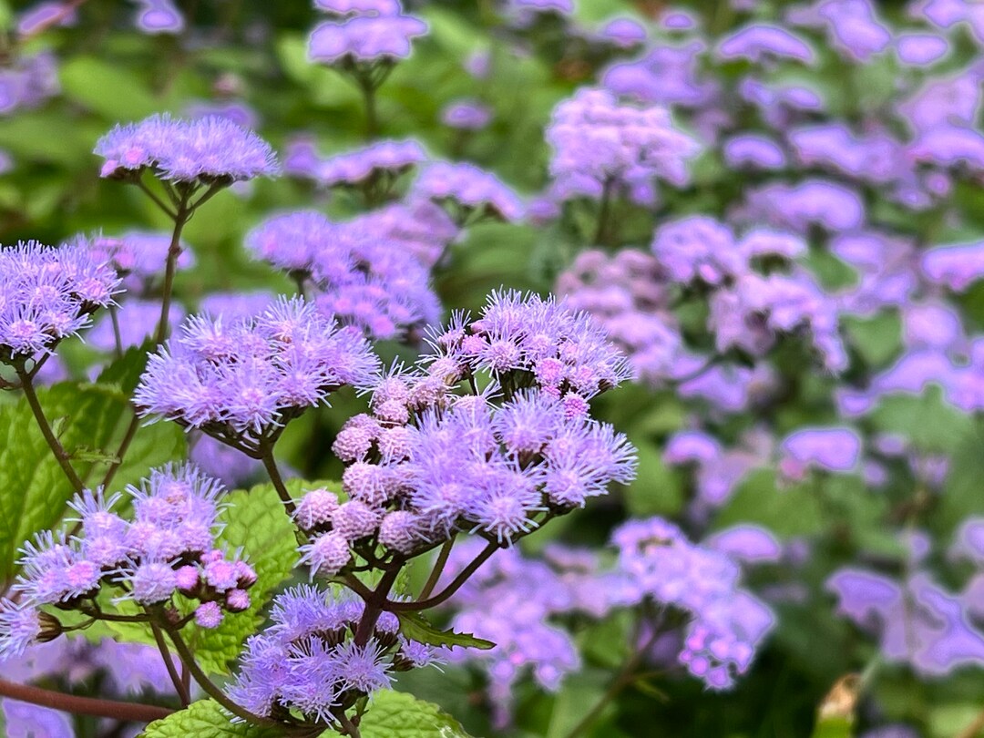 Blue Mist Flower Seeds, Hardy Ageratum, Native Plant, Butterfly Garden ...
