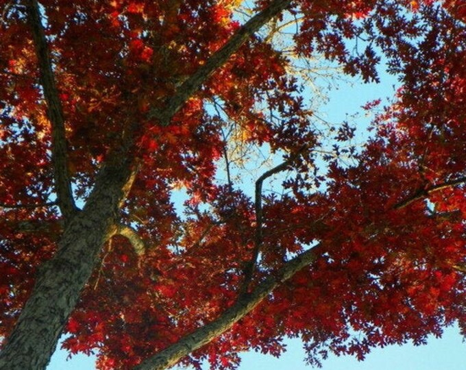 Swamp Alba Oak Tree Seedling Jack Oak Established Roots - Etsy