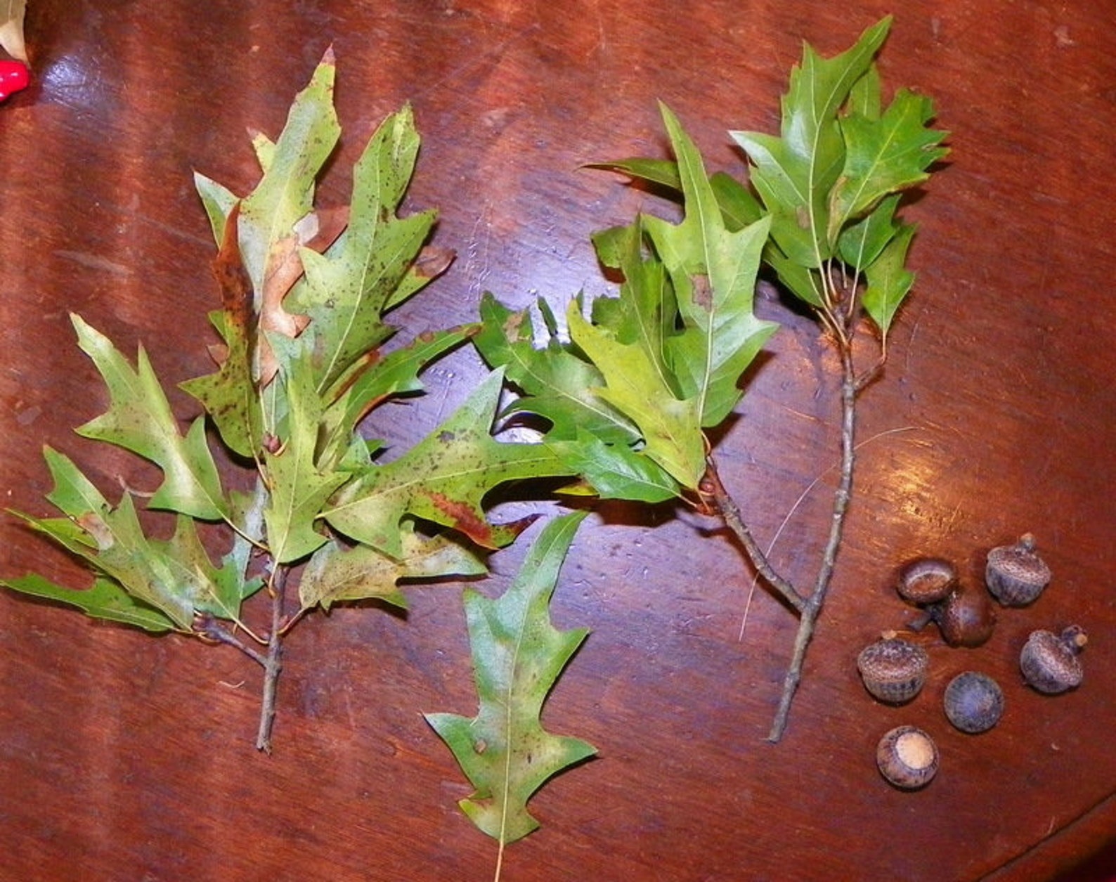 Chisos Red Oak Tree Seedling 10 to 12 Inches Well Established - Etsy ...