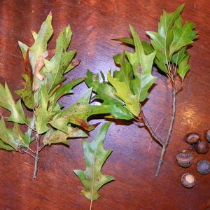Chisos Red Oak Tree Seedling Well Established Roots Weeping Leaves ...